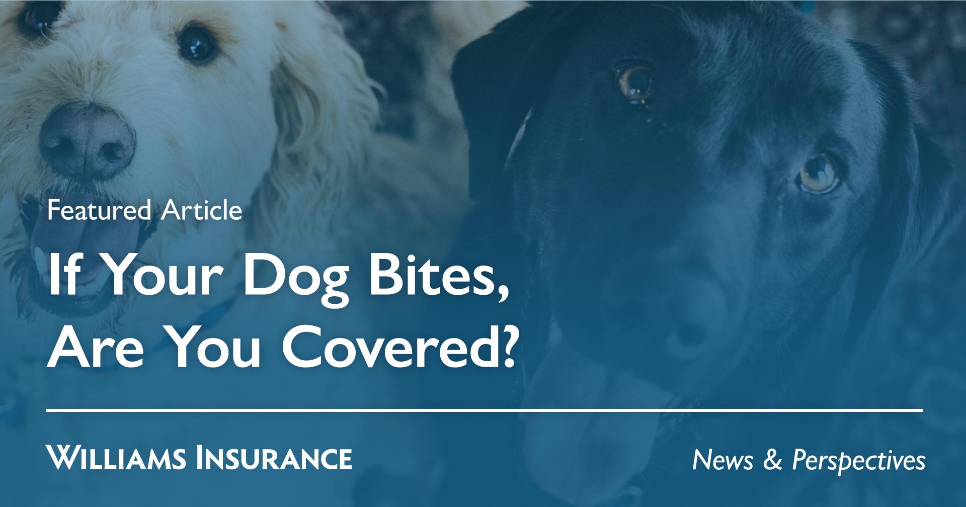If Your Dog Bites, Are You Covered? | News & Perspectives | Williams ...